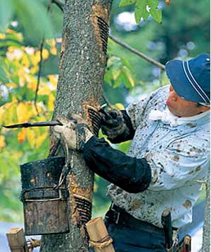 URUSHI KARAKAMI - Kyo Karakami MARUNI