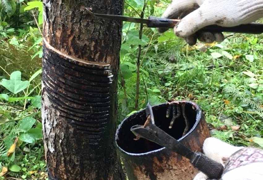 URUSHI KARAKAMI - Kyo Karakami MARUNI